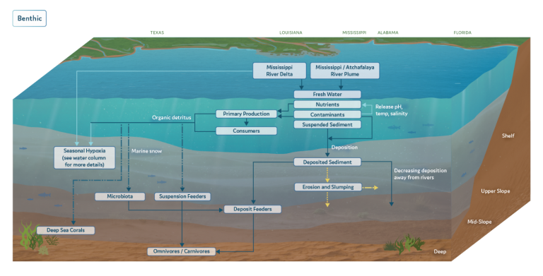 What is the Gulf of Mexico Dead Zone?