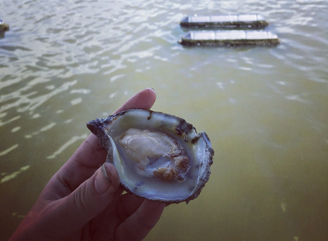 oyster on the half shell - Restore the Mississippi River Delta