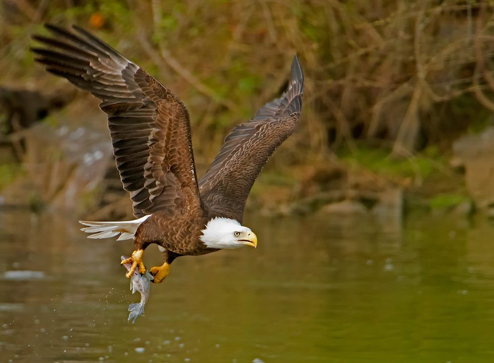 What will the future look like for Bald Eagles in coastal Louisiana?