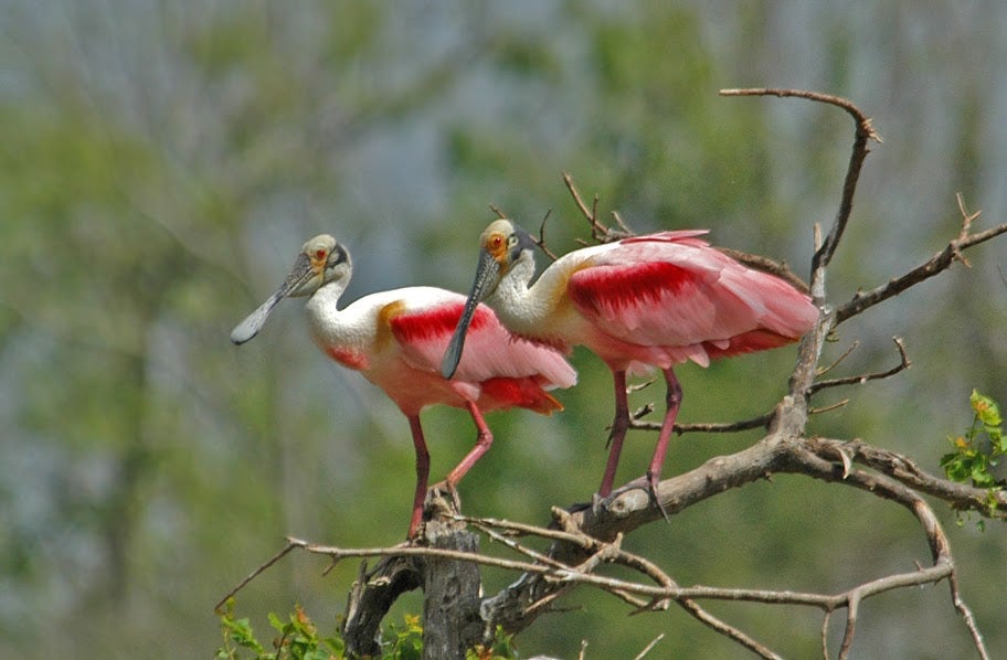 What's at Risk: Wildlife | Restore the Mississippi River Delta