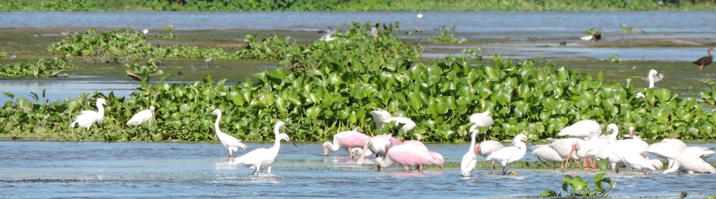 How-the-Delta-Formed - Restore the Mississippi River Delta