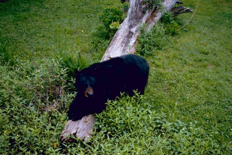What's at Risk: Wildlife | Restore the Mississippi River Delta