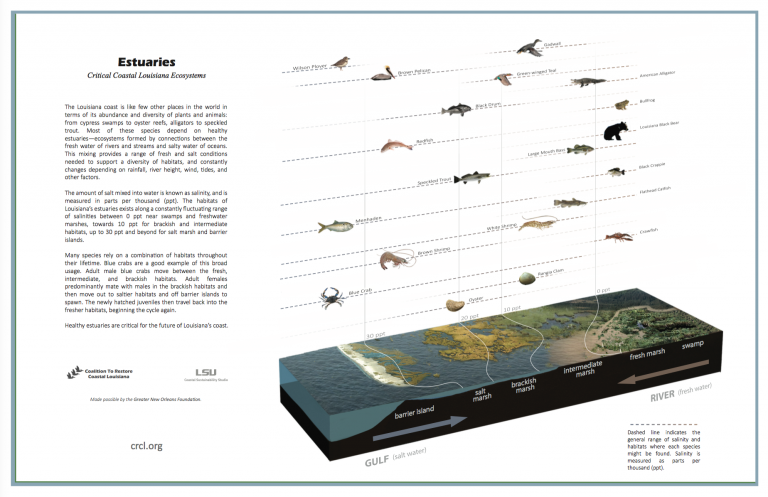 What's at Risk: Wildlife | Restore the Mississippi River Delta