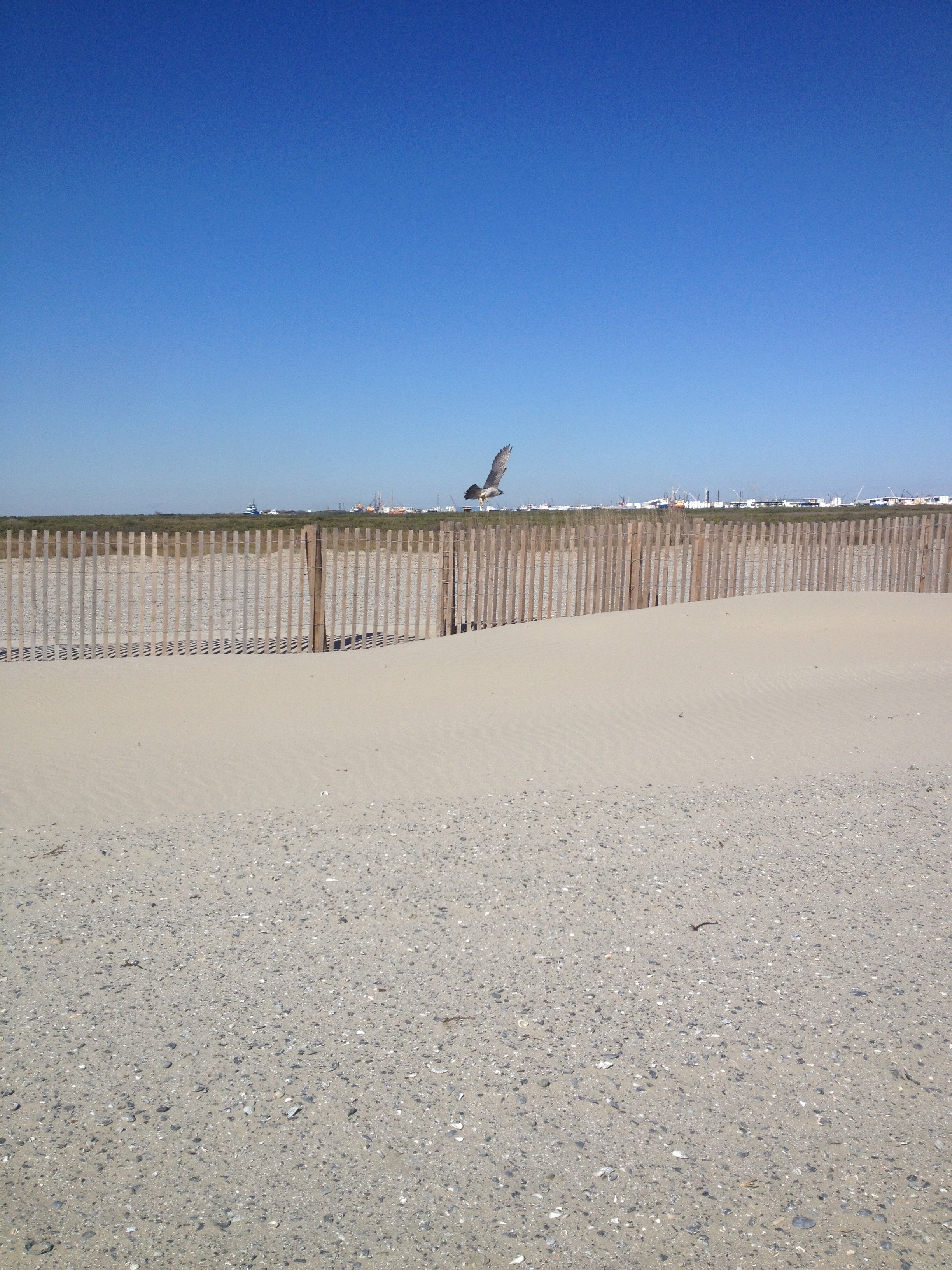 Caminada Sand fence just 3 months after installation already collecting ...