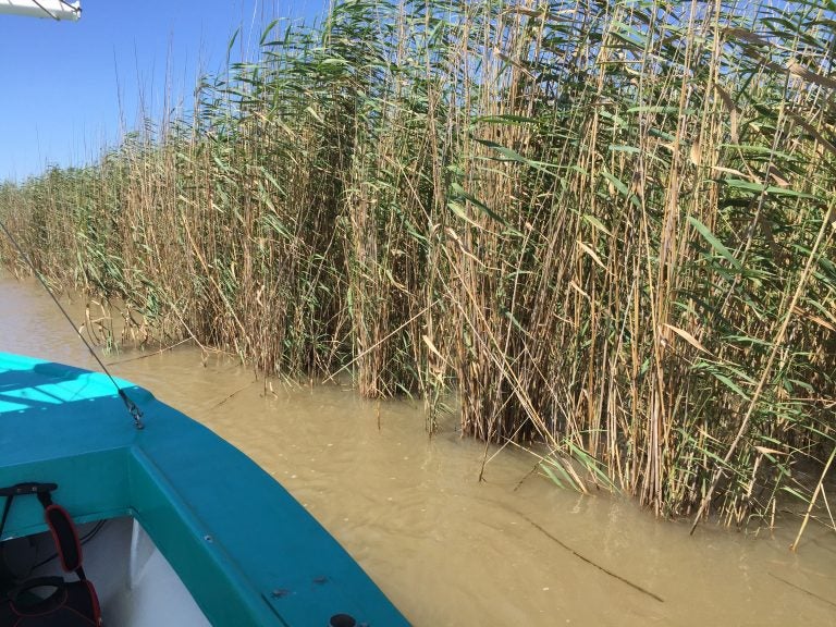 Louisiana’s Roseau Cane: Why It’s Important and What’s Eating It Away