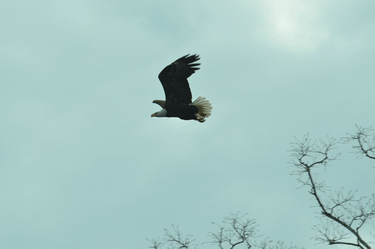 Cornerstone of Coastal Restoration: The Mid-Barataria Sediment Diversion