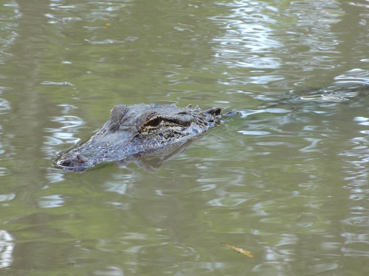 Strategic Marsh Creation Can Make a Big Difference in the Barataria ...