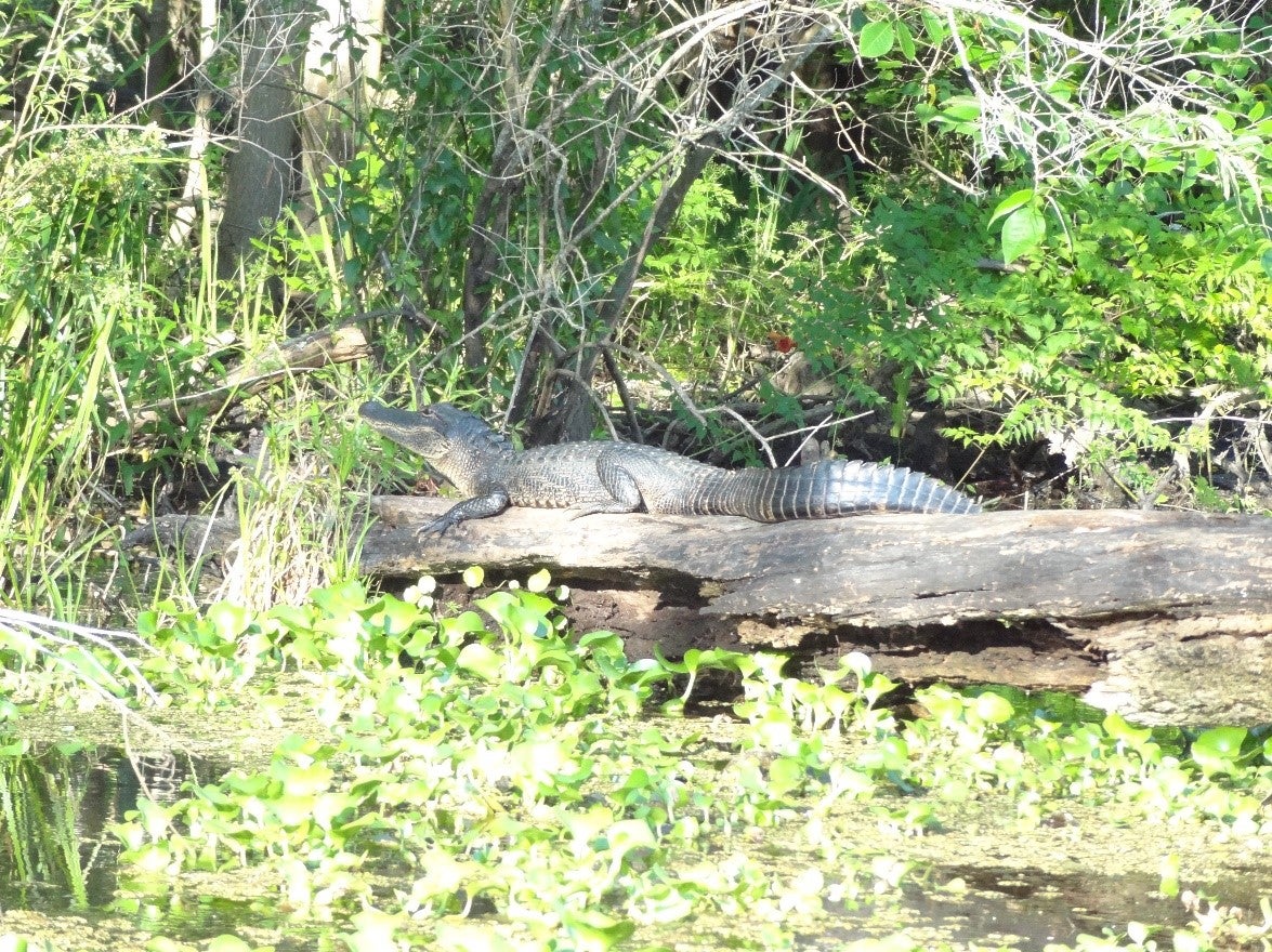 Strategic Marsh Creation Can Make a Big Difference in the Barataria ...