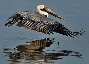 BrownPelican_JimGray_Blog NWF - Restore the Mississippi River Delta