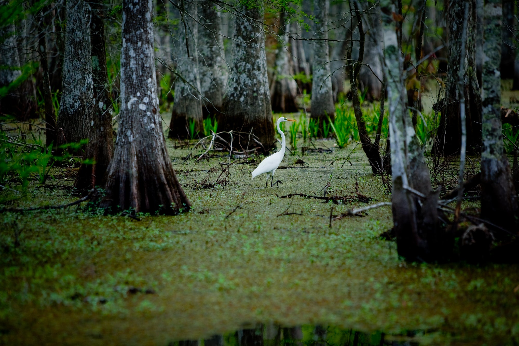 Natural Resources Damage Assessment | A Community Guide to Coastal ...