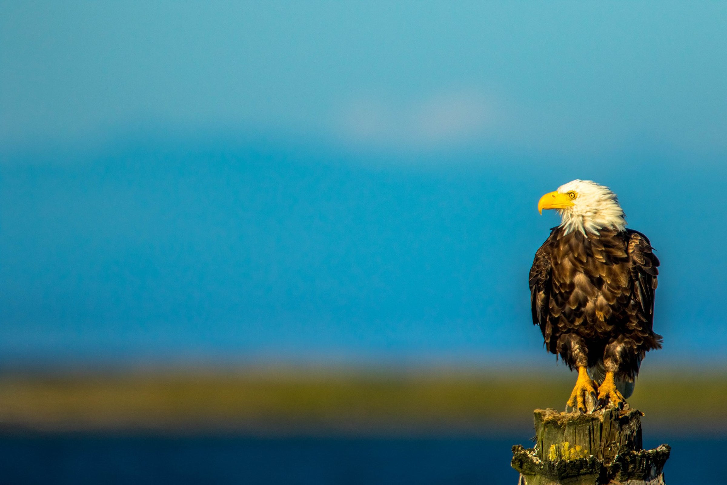 Bald Eagle. - Restore the Mississippi River Delta