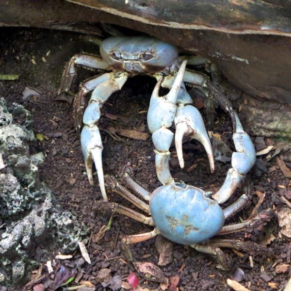 Three Mile Pass Marsh Creation and Hydrologic Restoration | Coastal ...