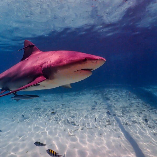 Mid-Barataria Sediment Diversion | 2023 Coastal Restoration Priority ...