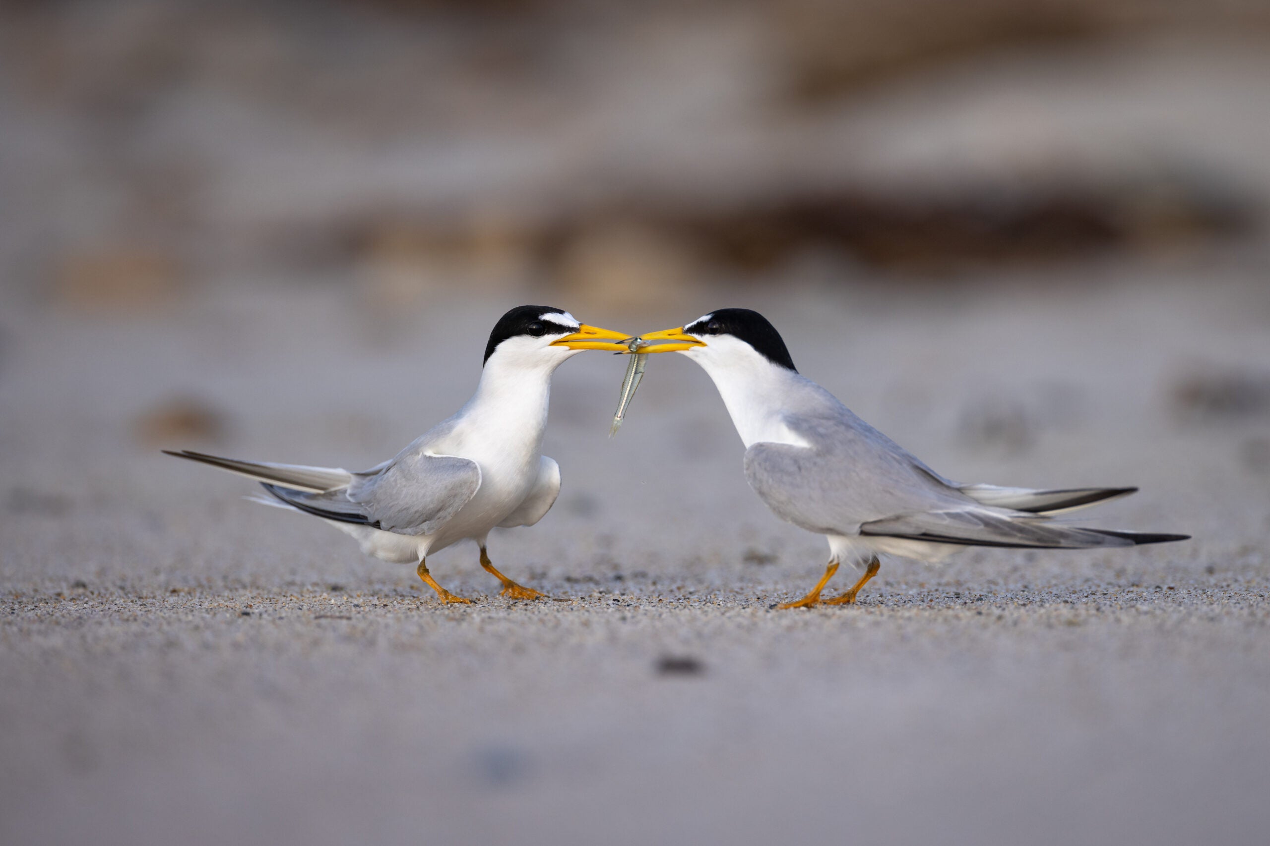 Least Tern - Restore the Mississippi River Delta