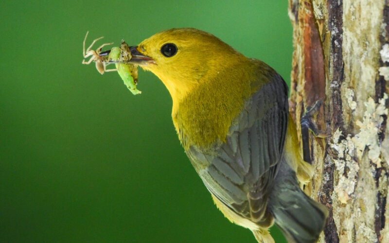 River Reintroduction into Maurepas Swamp | Coastal Restoration Project