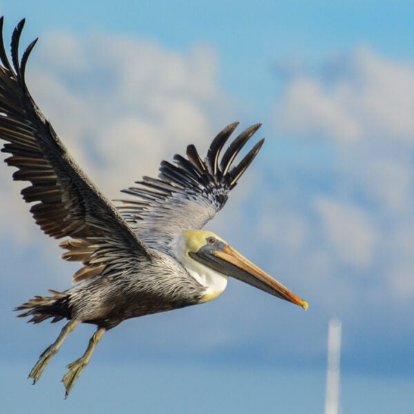 Mid-Barataria Sediment Diversion | Priority Project