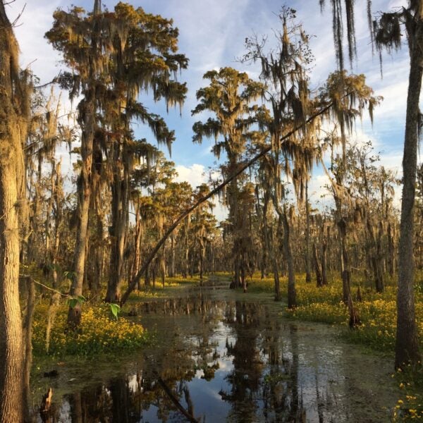 River Reintroduction into Maurepas Swamp | Coastal Restoration Project