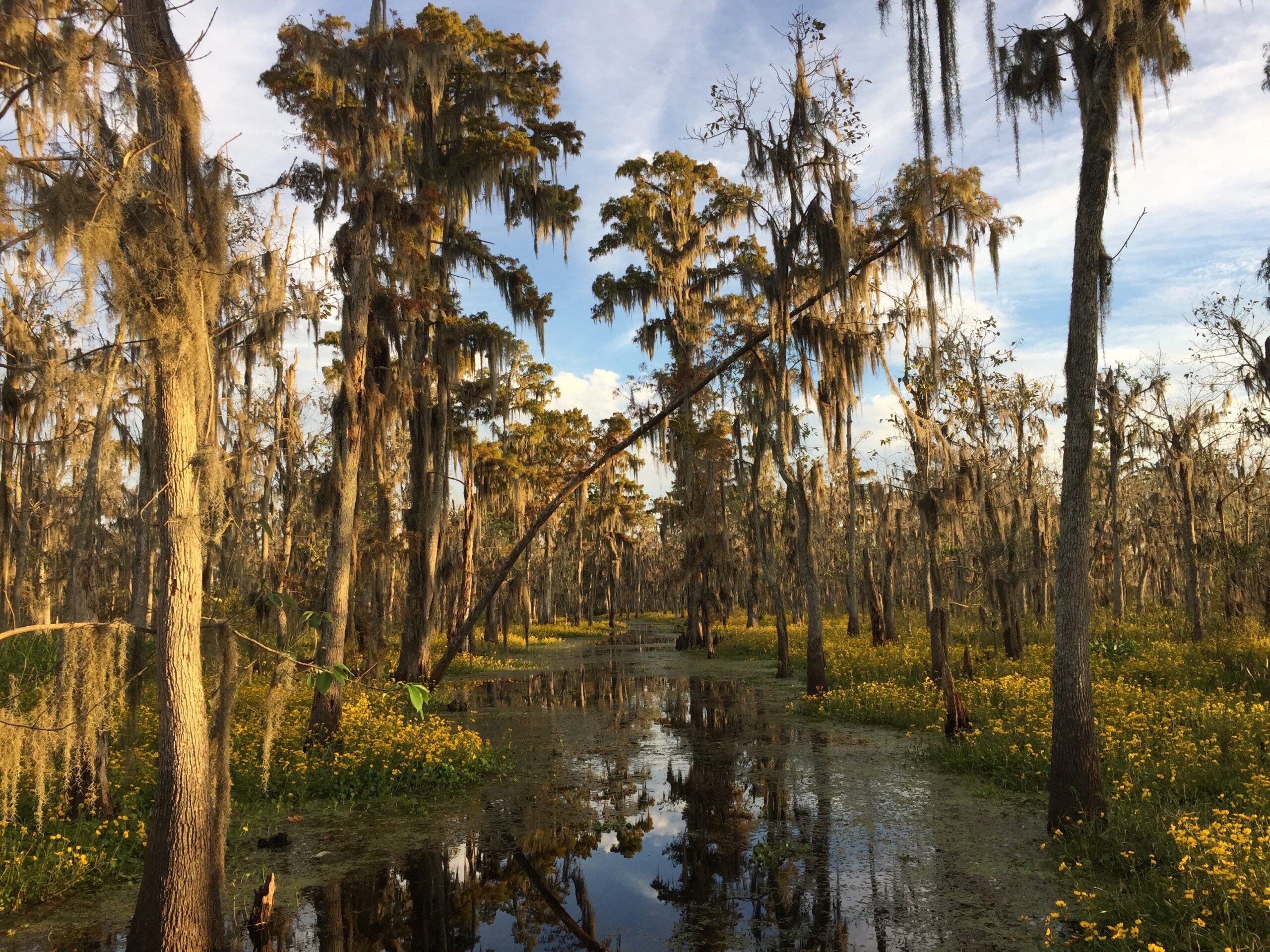Freshwater Wetland Tree Wetlands