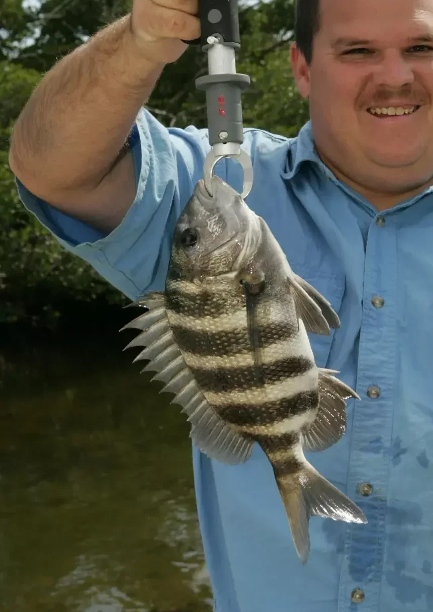 Gulf Sheepshead - Restore the Mississippi River Delta