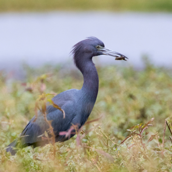 Mid-Barataria Sediment Diversion | Priority Project