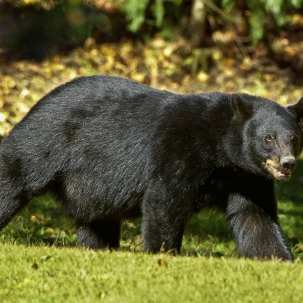 Mid-Breton Sediment Diversion | Priority Project