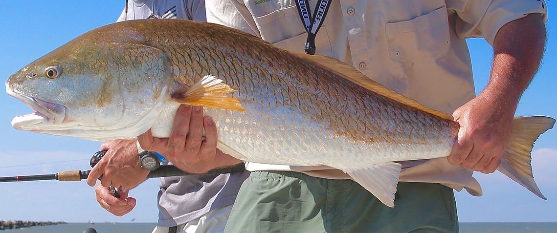 Redfish - Restore the Mississippi River Delta