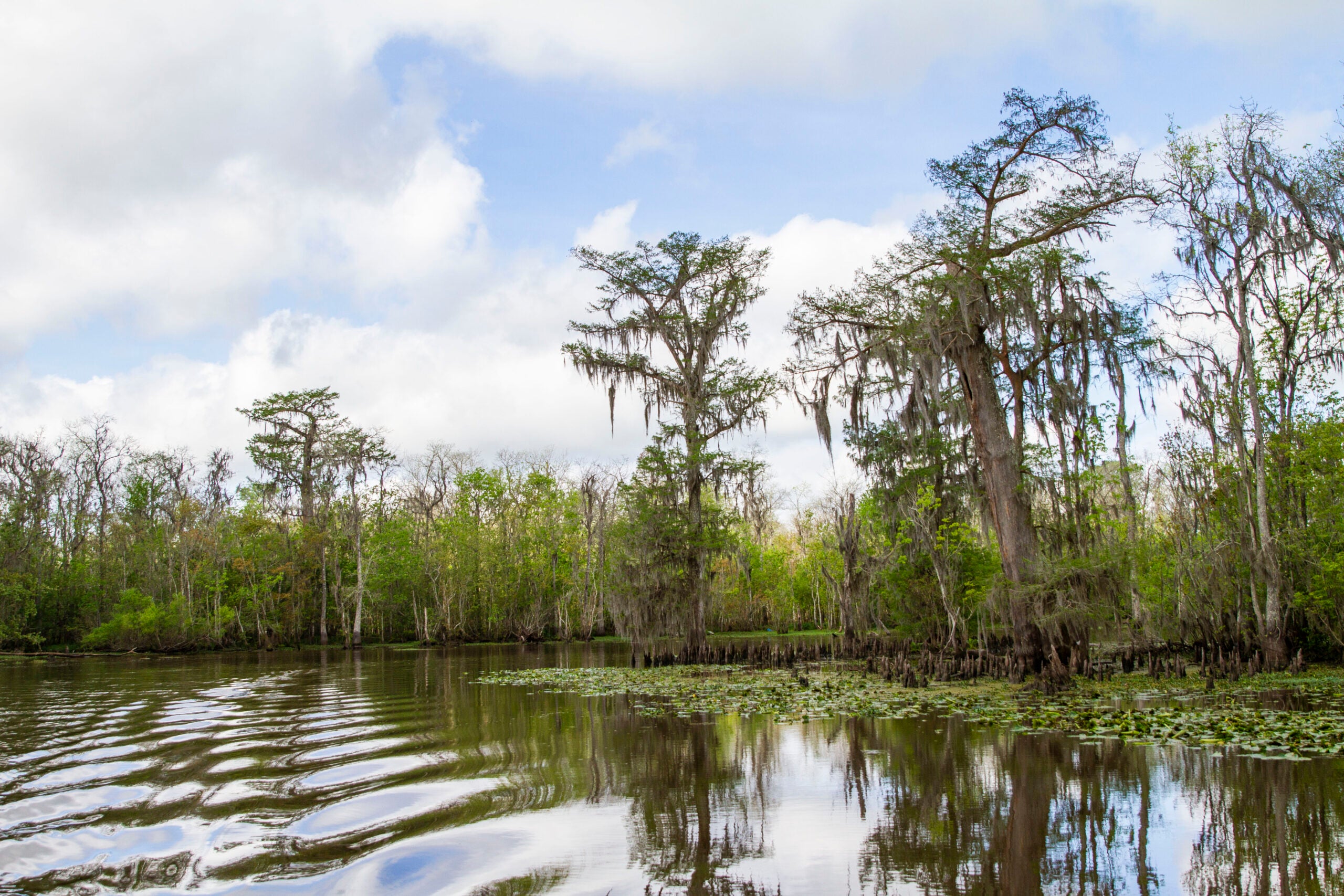 River Reintroduction into Maurepas Swamp | Coastal Restoration Project