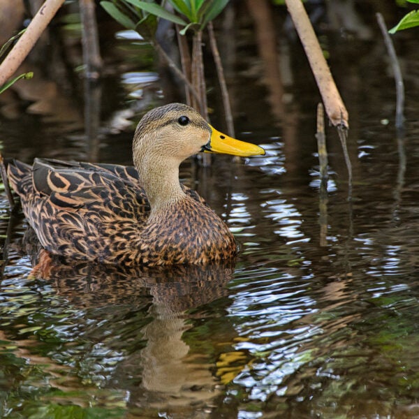 Mid-Barataria Sediment Diversion | Priority Project