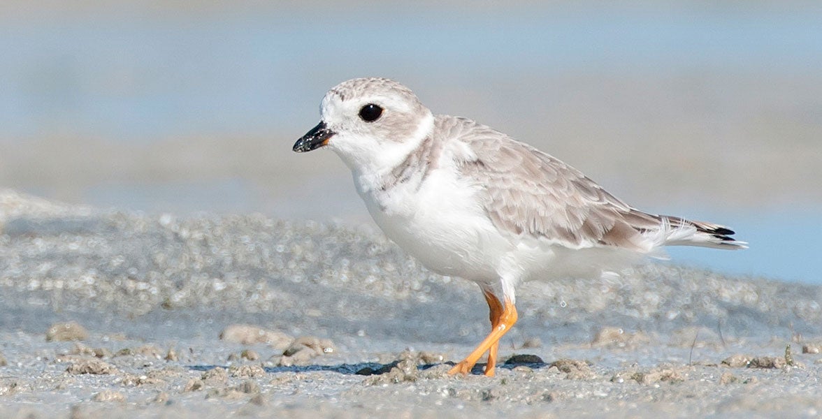 Piping Plover - Restore the Mississippi River Delta