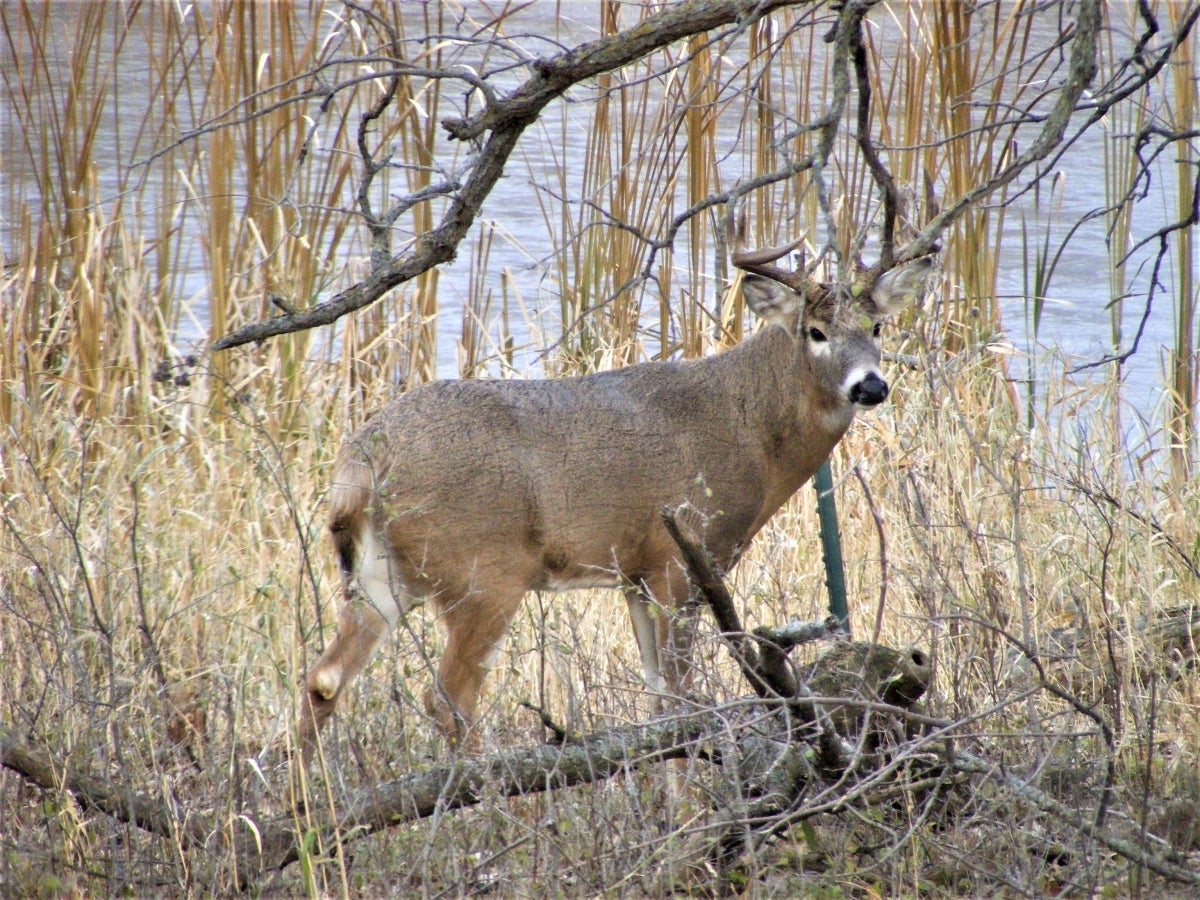 Whitetail Deer - Restore the Mississippi River Delta