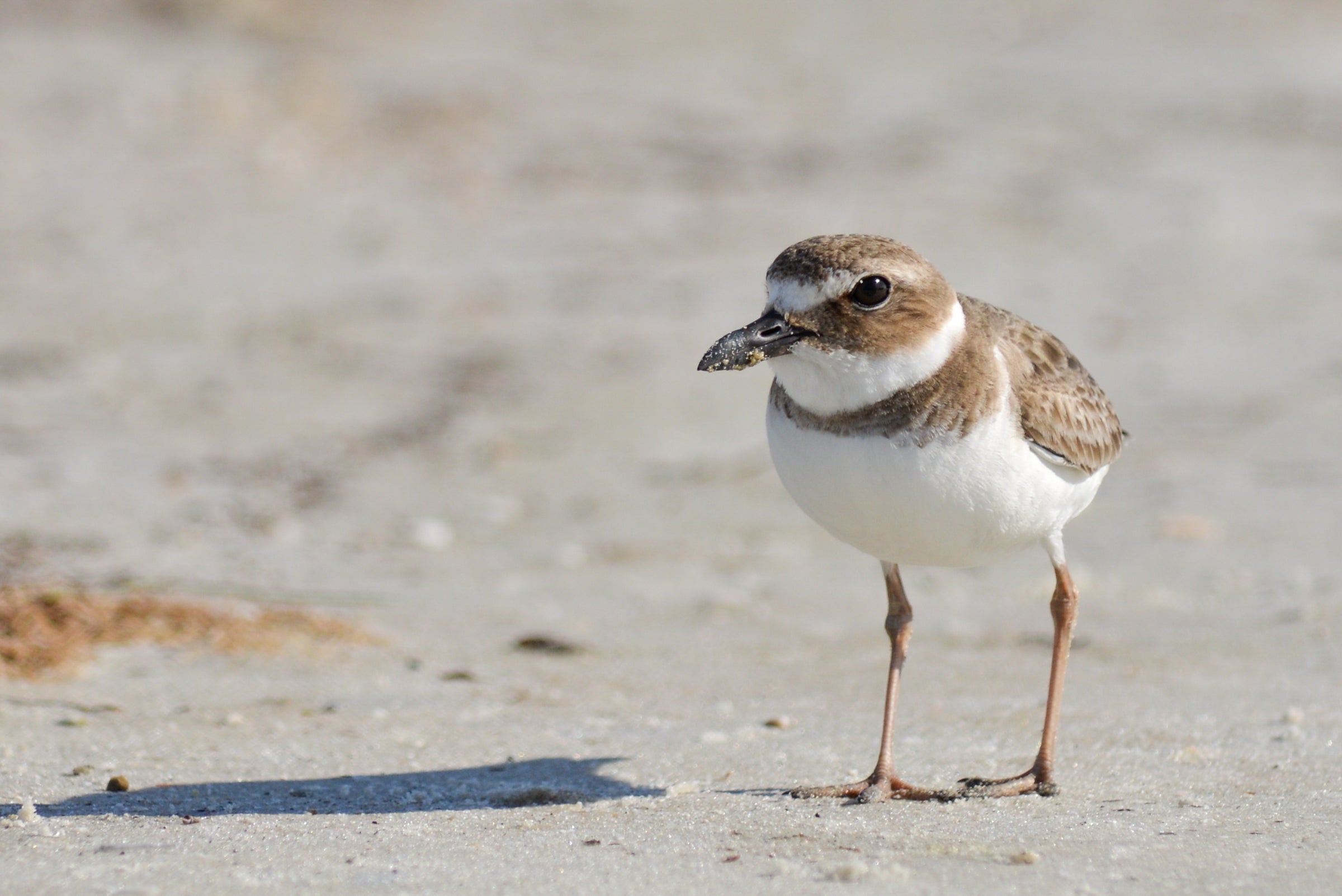 Wilson's Plover - Restore the Mississippi River Delta