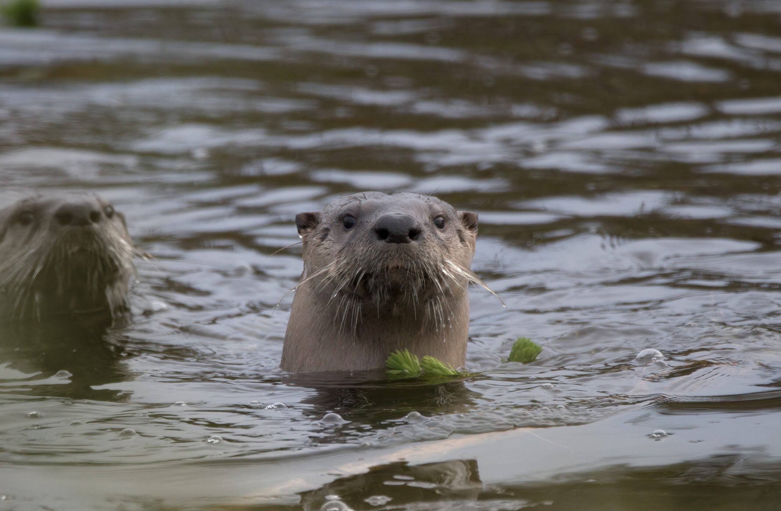 North American River Otter - Restore the Mississippi River Delta