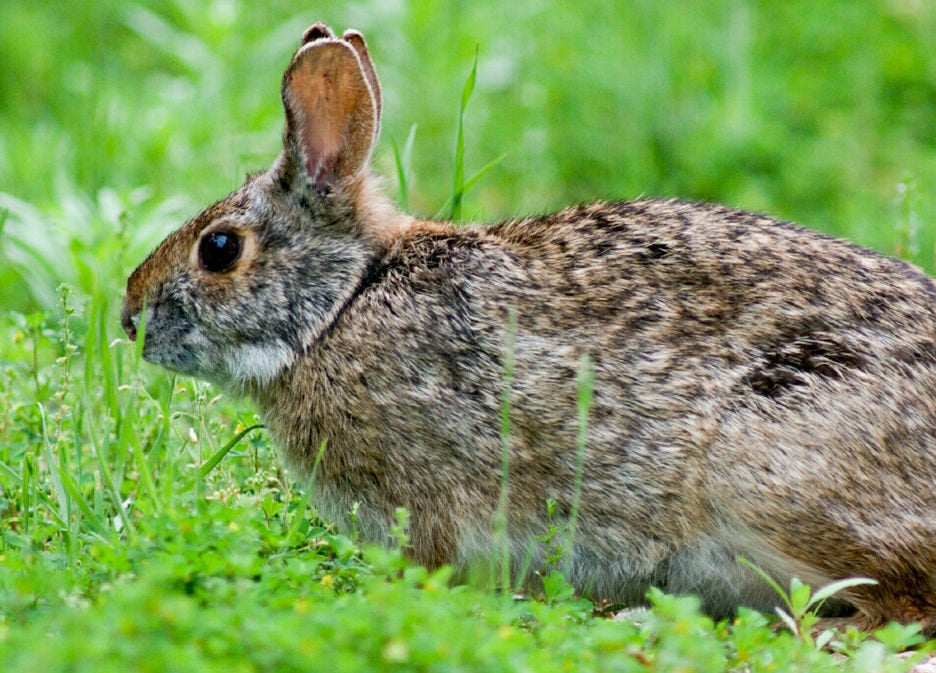 Swamp Rabbit - Restore the Mississippi River Delta